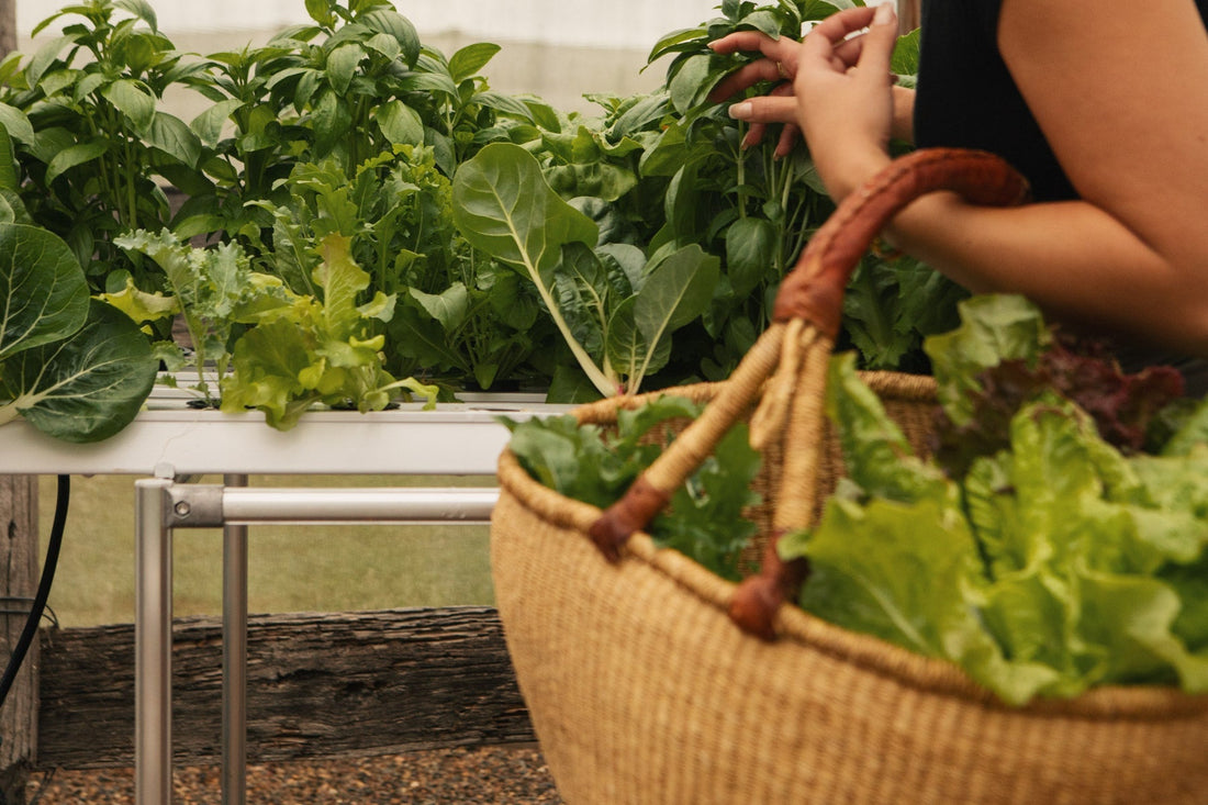 The 5 Biggest Myths About Hydroponic Gardening—Busted! – The Salad Table
