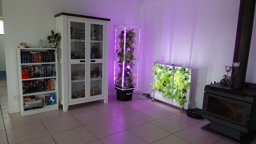 Best Plants For Indoor Hydroponic Gardens – The Salad Table