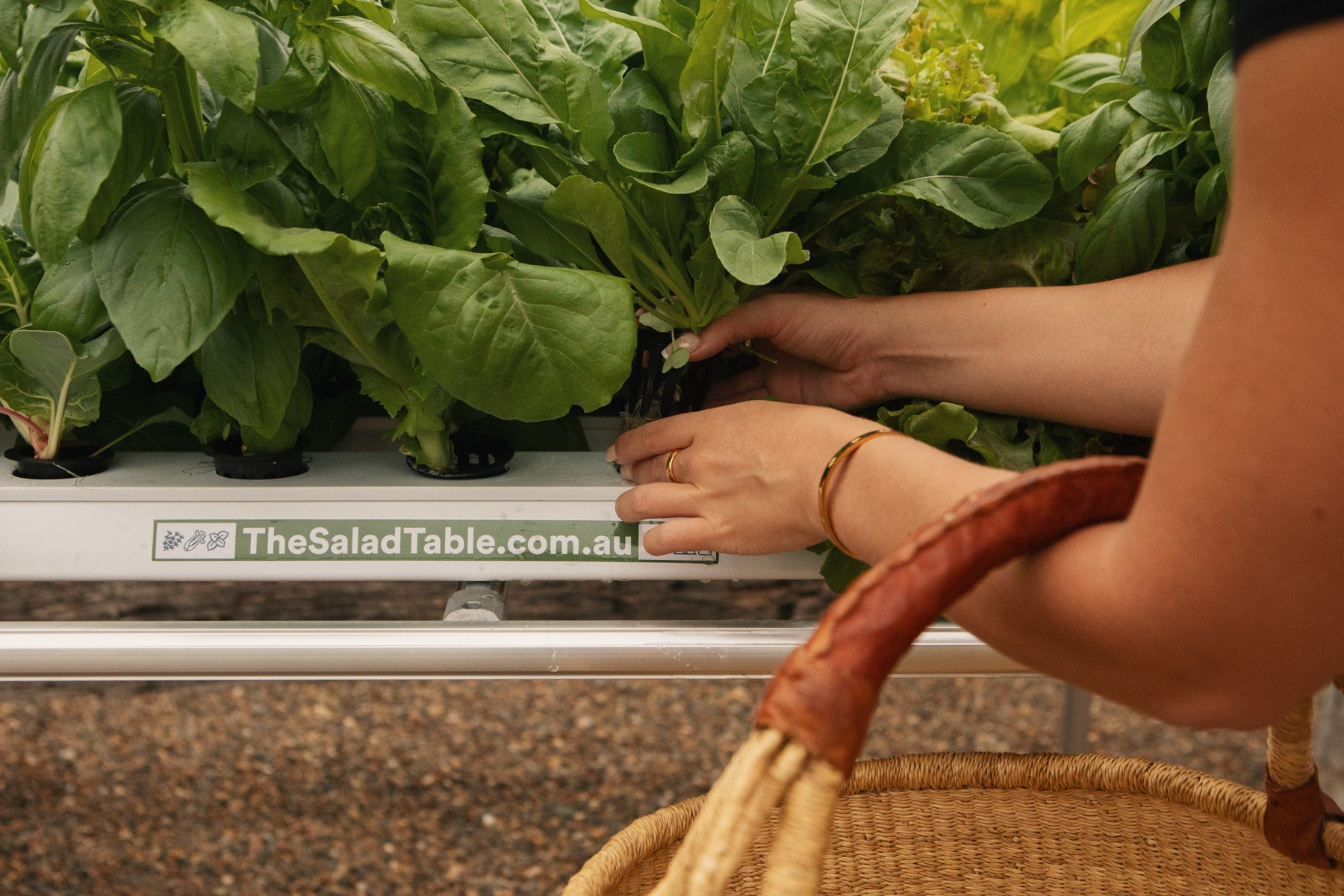 Hydroponic Plants & Equipments for Sale at Best Price | The Salad Table