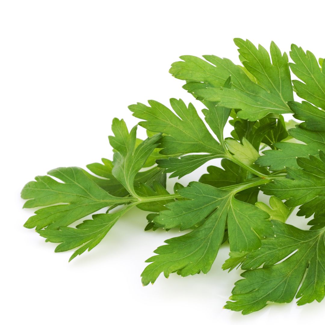 Seeds - Starter Pack 5 Varieties – The Salad Table