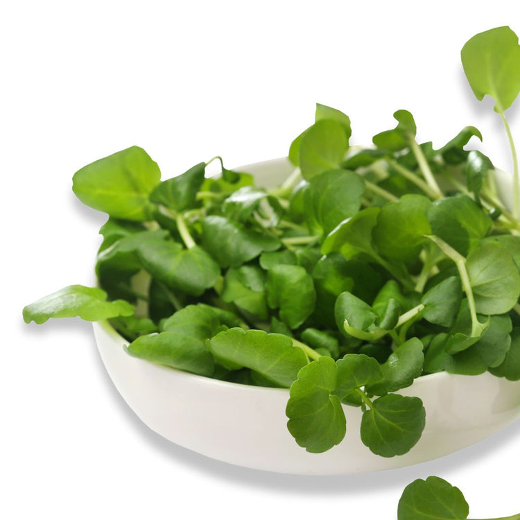 Seeds - Starter Pack 5 Varieties – The Salad Table